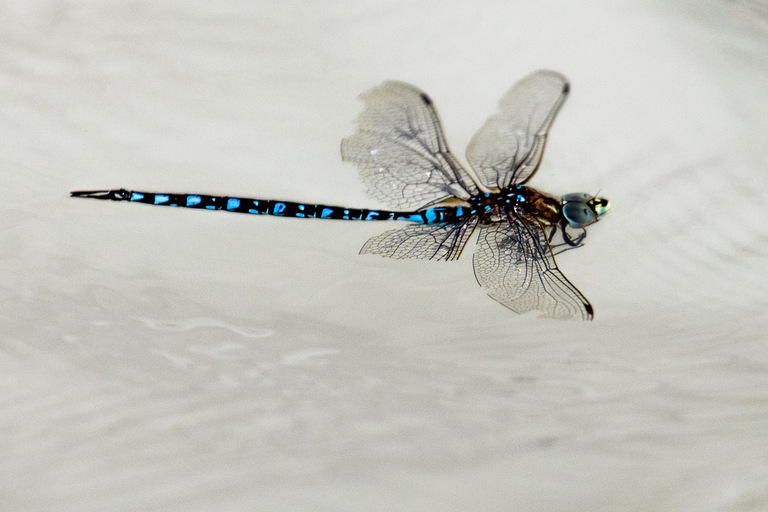 Dragonfly floating in the river – Archerfoto